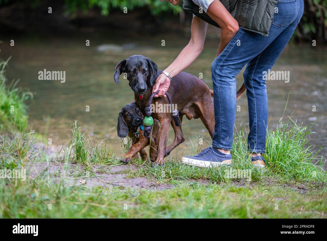 getting the attention of the dogs Stock Photo - Alamy