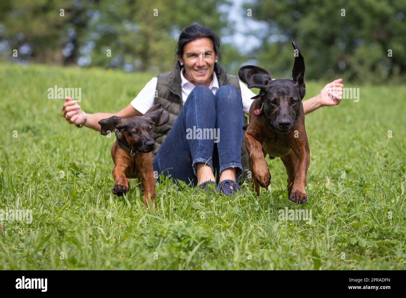 running competition of puppy and old sniffer dog Stock Photo - Alamy