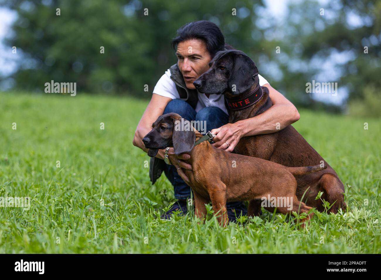 trainer holds her dogs back until command Stock Photo - Alamy