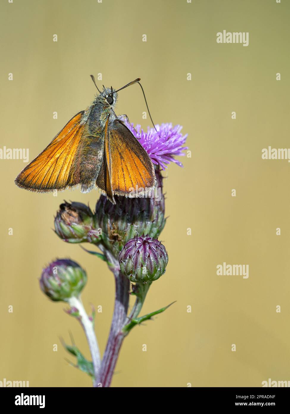 Moth or skipper hi-res stock photography and images - Alamy