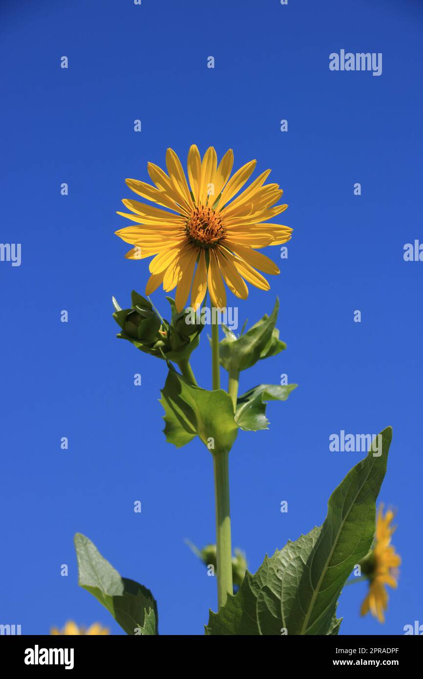 Flower single sky background hi-res stock photography and images - Alamy