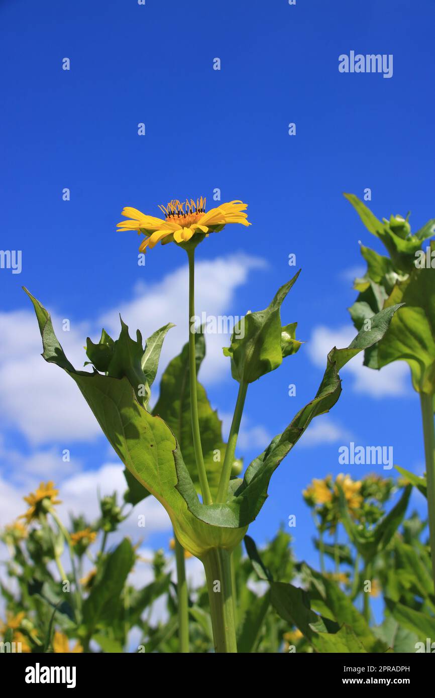 Flower single sky background hi-res stock photography and images - Alamy
