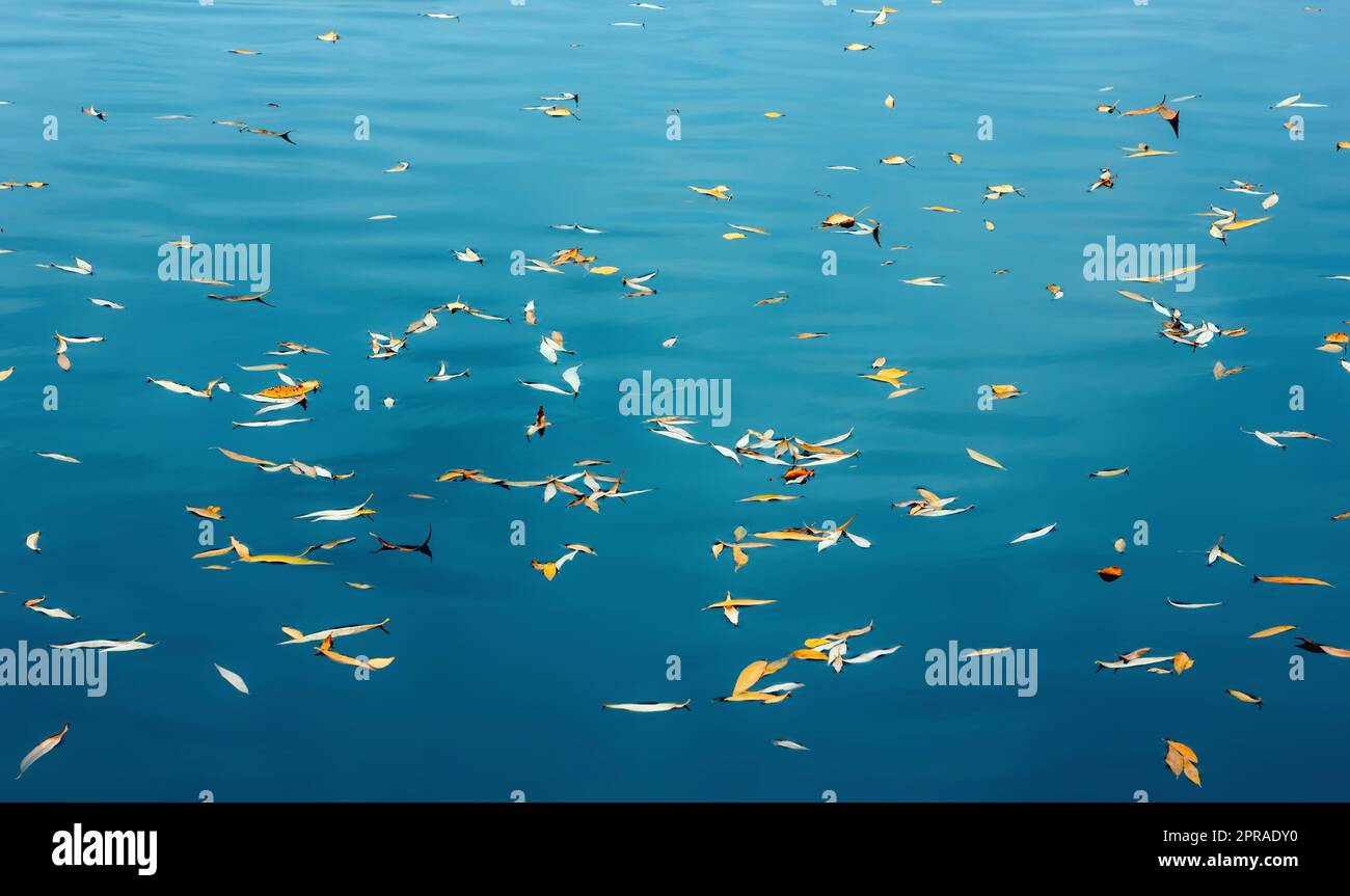Small Yellow Autumn Leaves Float on the Lake Surface Stock Photo - Alamy