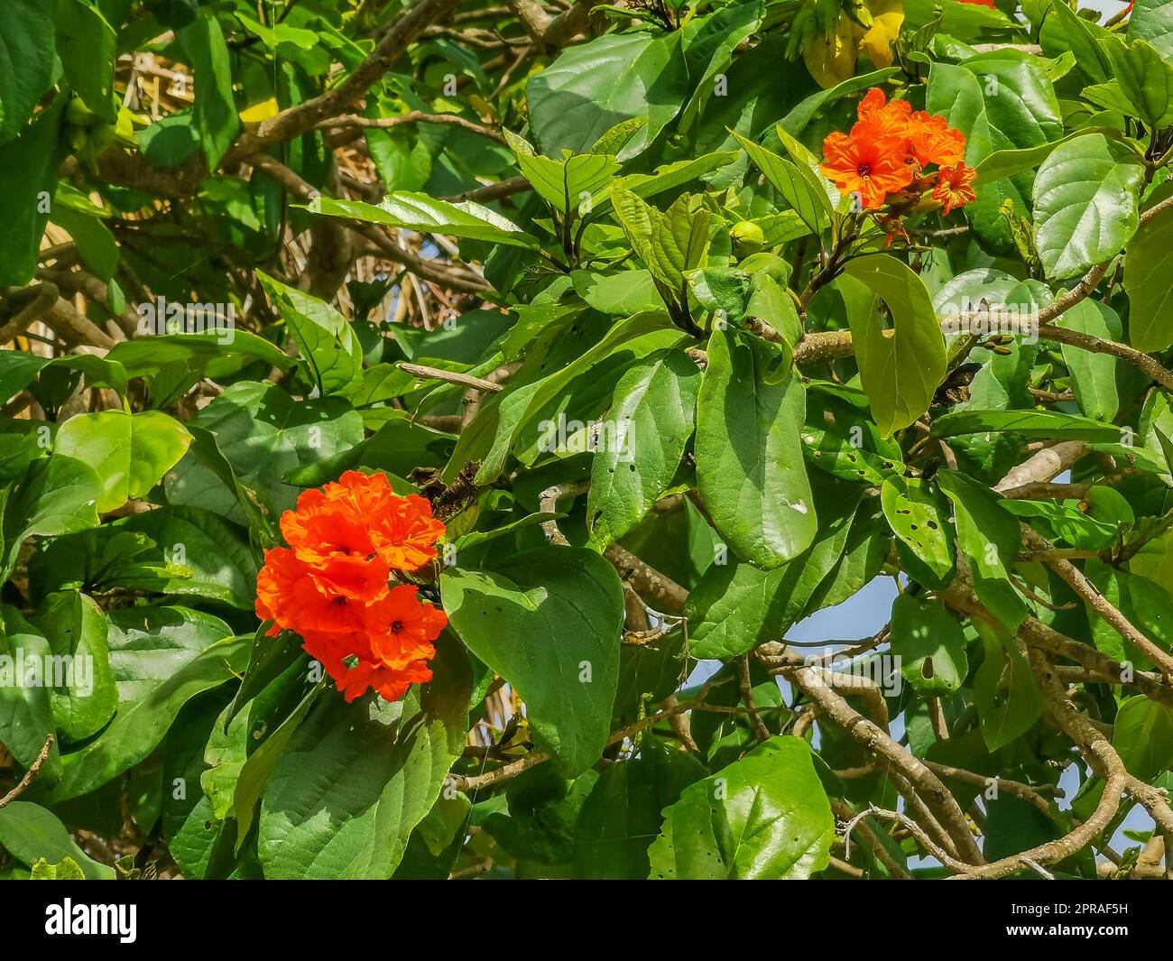Kou Cordia subcordata flowering tree with orange flowers in Mexico ...