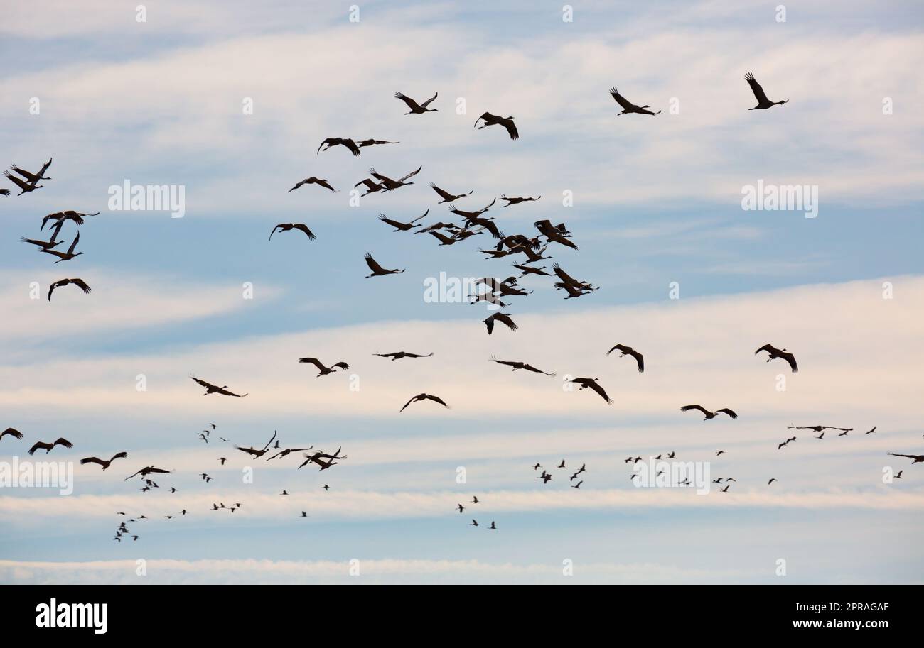 Cranes flying in blue sky Stock Photo - Alamy