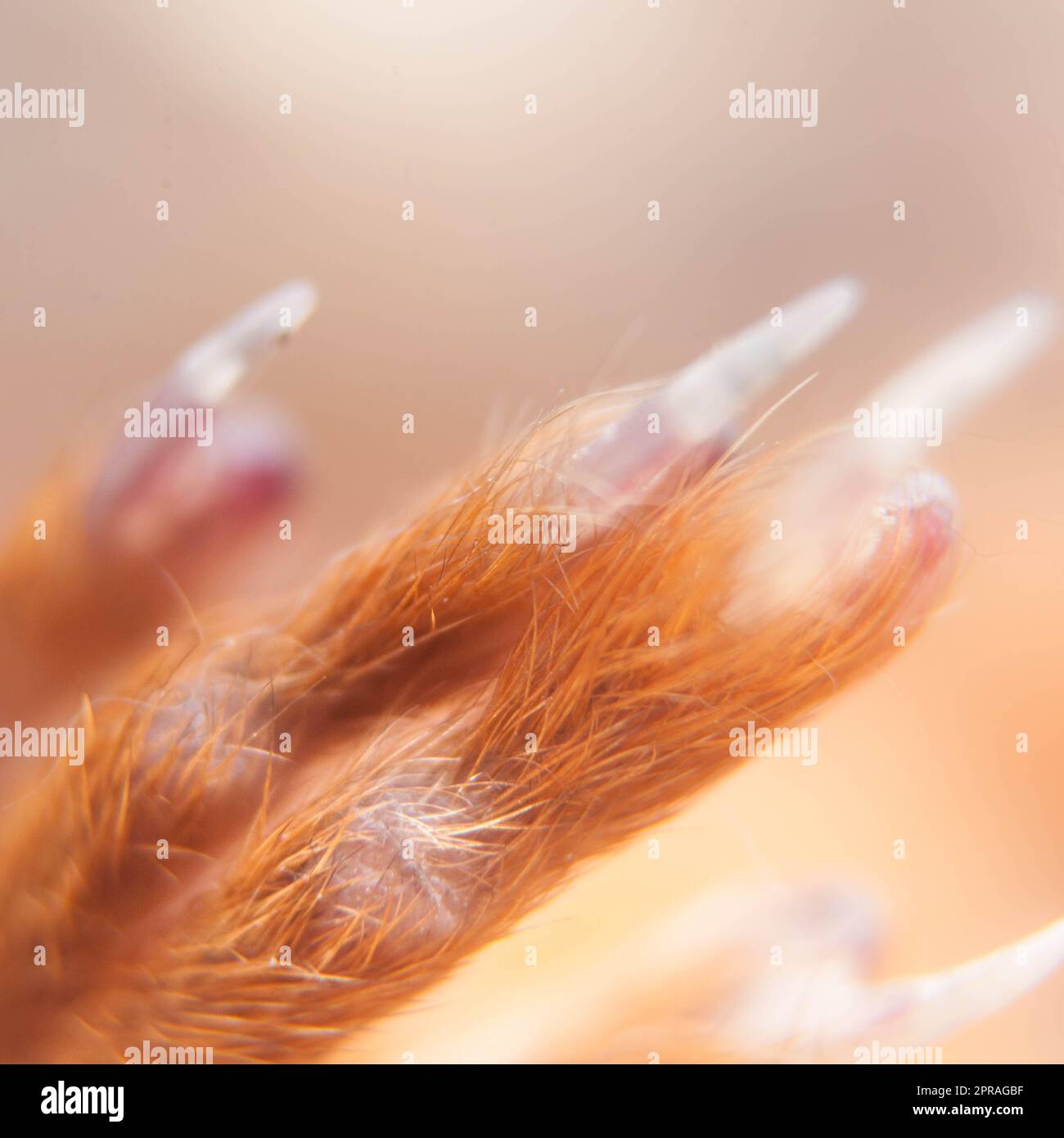 Curved claws hi-res stock photography and images - Alamy