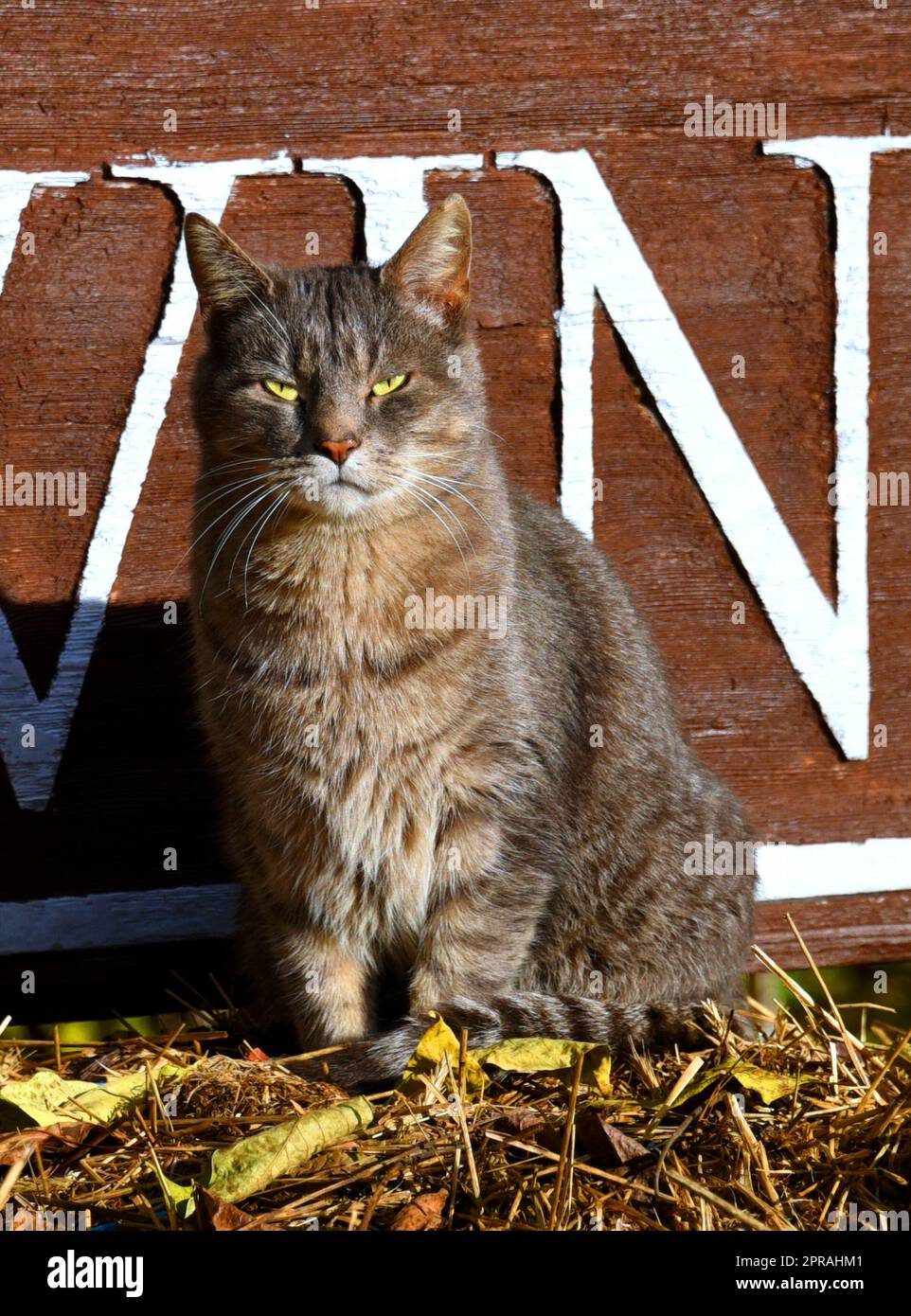 Cat sits on a bale of hay. Eyes are slightly squinting against the ...