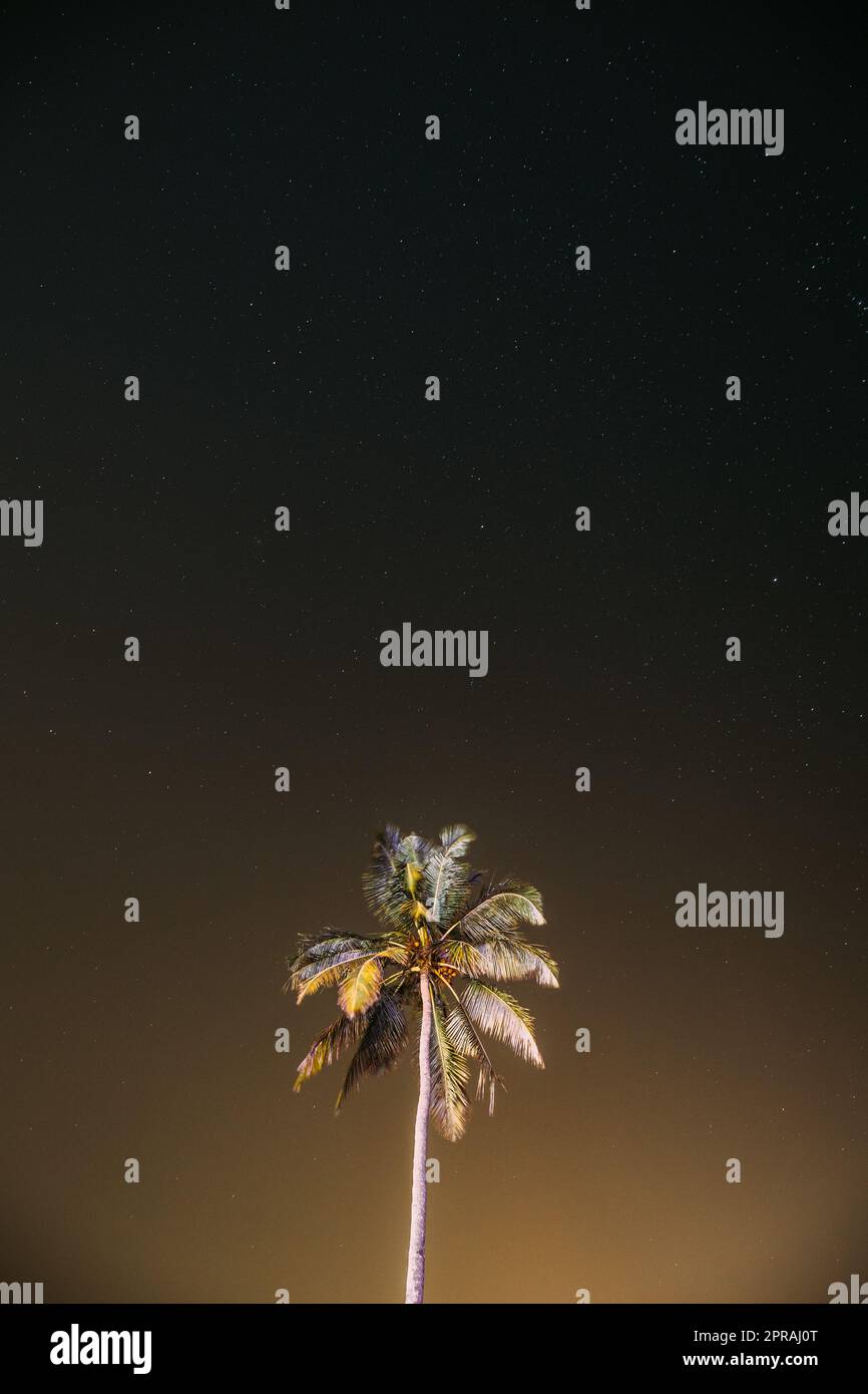 Goa, India. Real Night Sky Stars. Coconut Tree Palm On Background Of ...