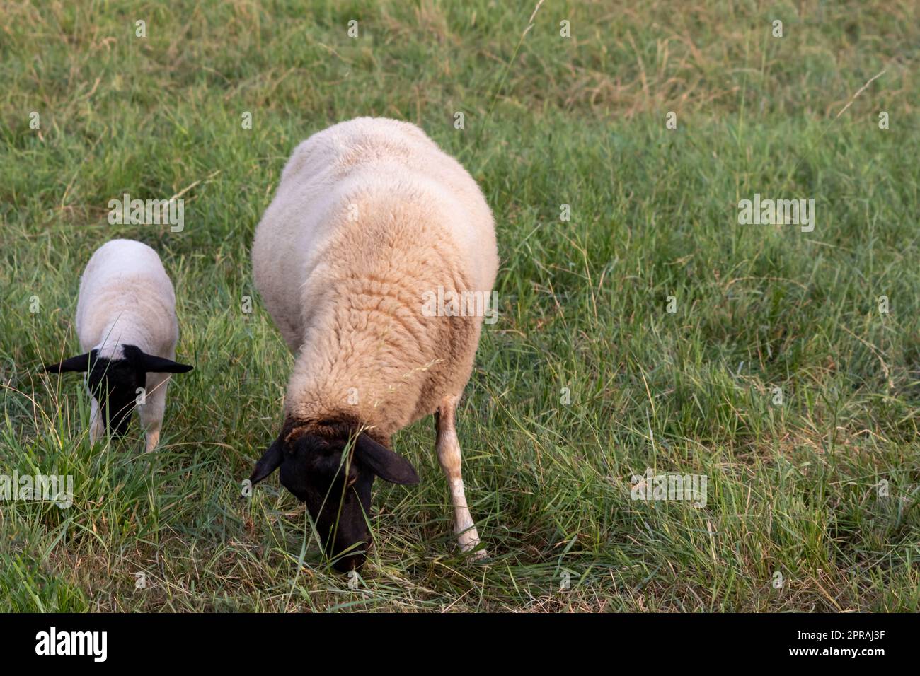 Little lamb with black head and attentive mother sheep caring for the grazing sheep in organic ...
