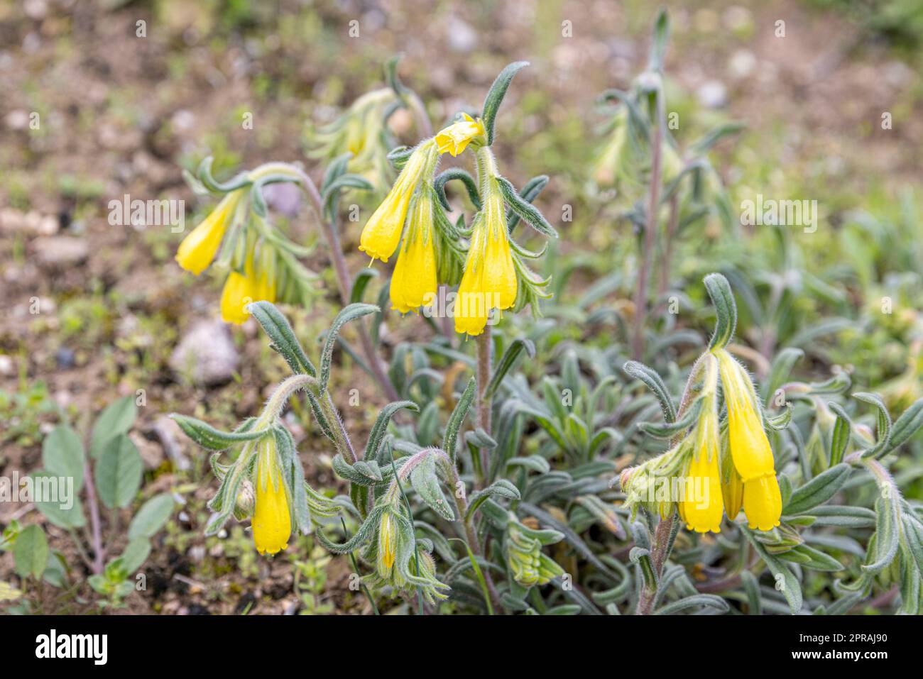 Onosma taurica, Onosma cinerea, Golden-flowered onosma, Boraginaceae ...