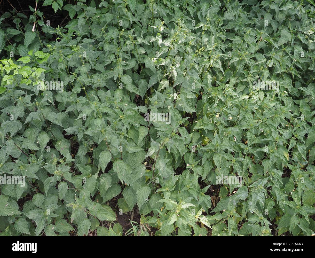 stinging nettle plant scient. name Urtica dioica Stock Photo - Alamy