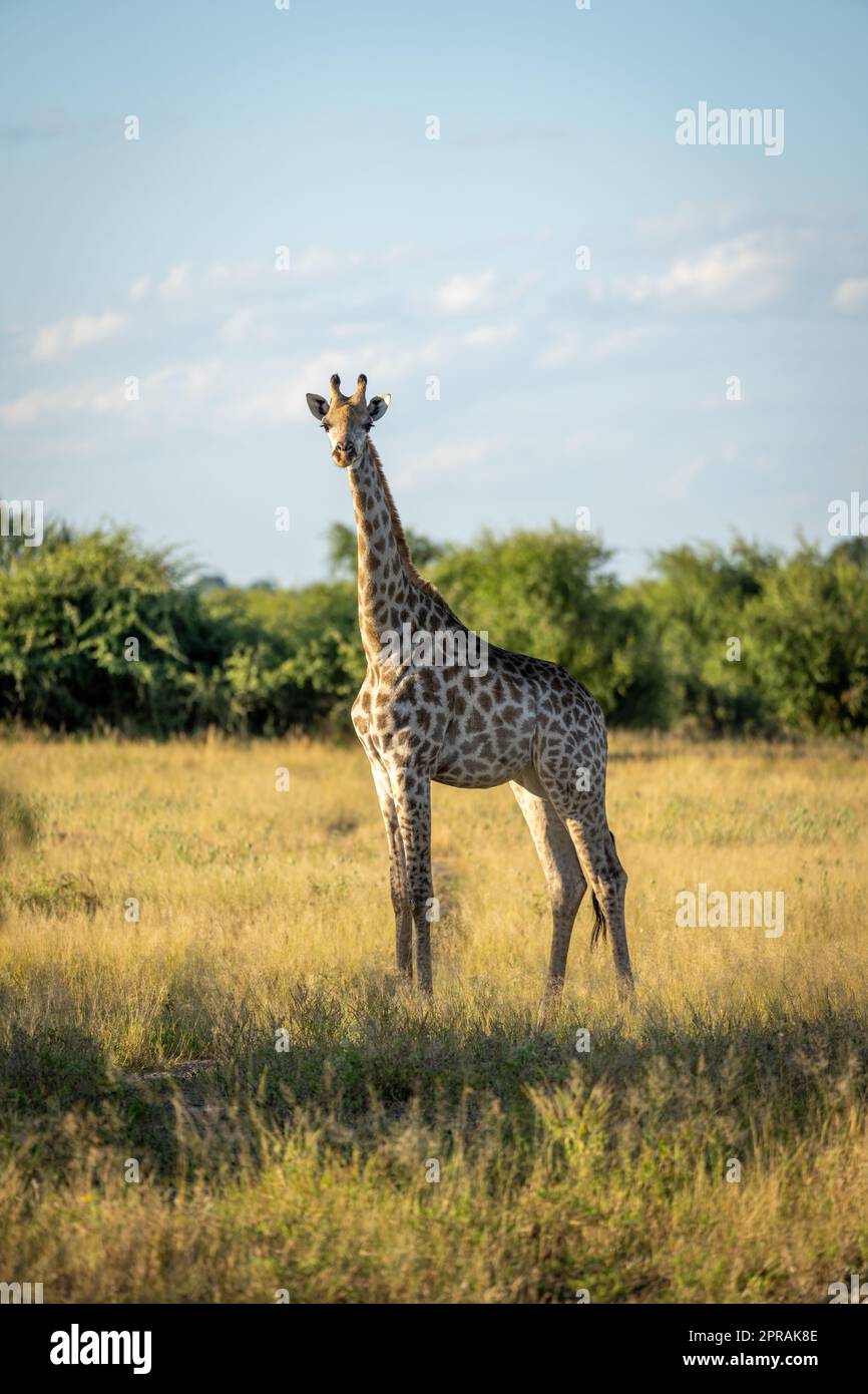Southern stands hi-res stock photography and images - Alamy