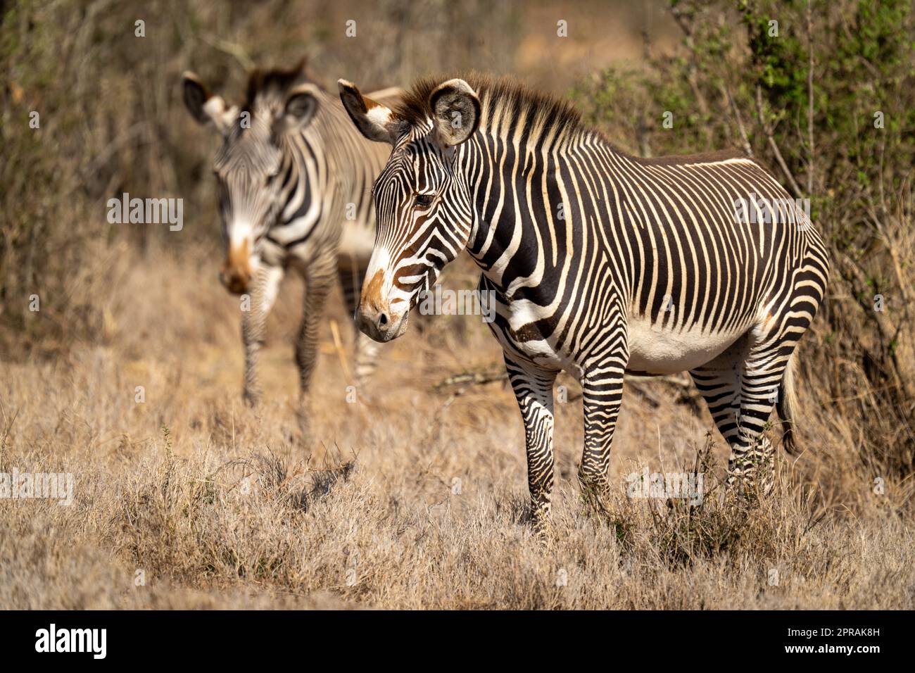 Zebra cross hi-res stock photography and images - Alamy