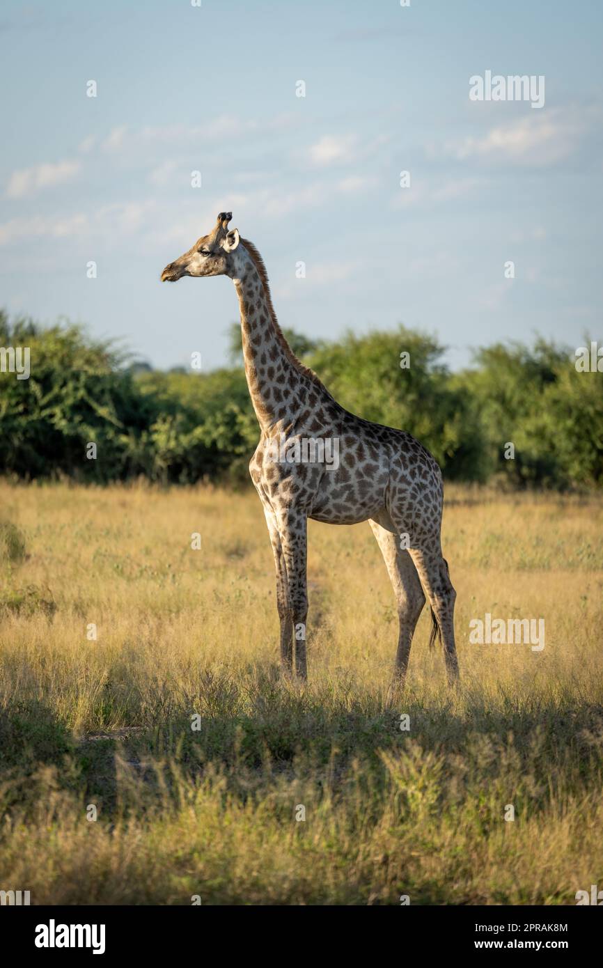 Southern stands hi-res stock photography and images - Alamy