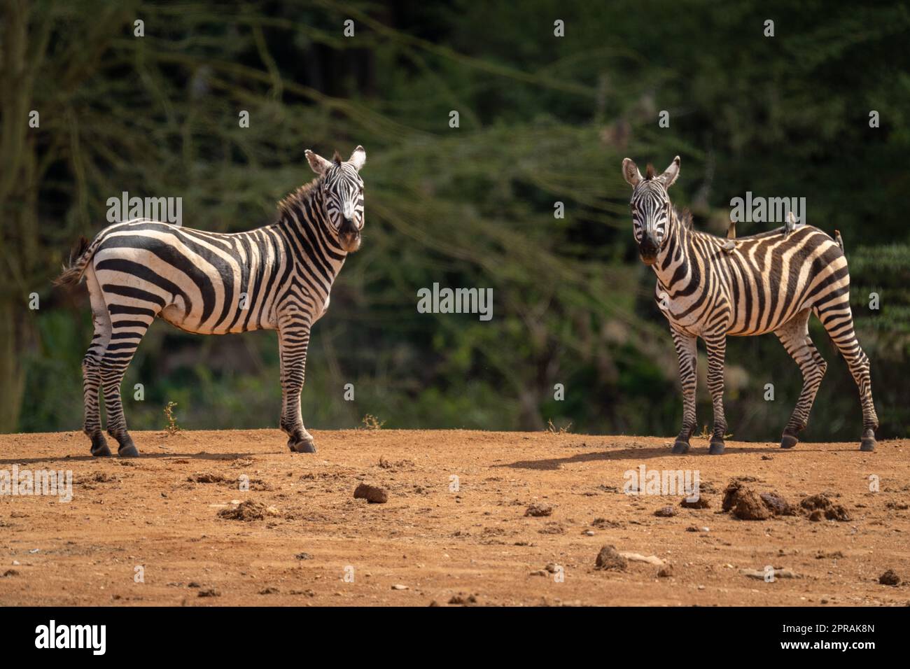 Two plains zebras stand turning towards camera Stock Photo - Alamy
