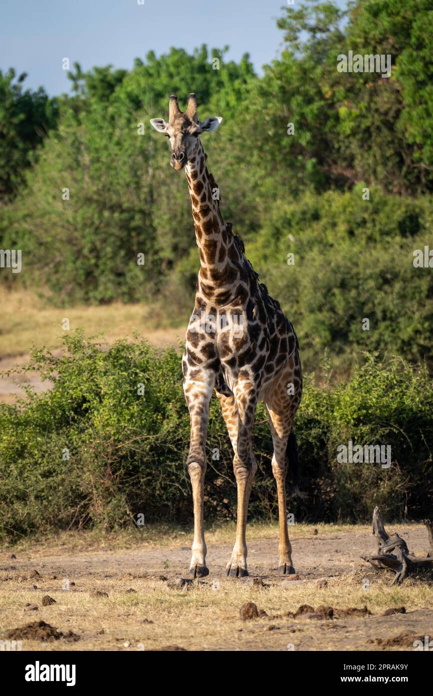Southern giraffe stands in grass ner bushes Stock Photo - Alamy