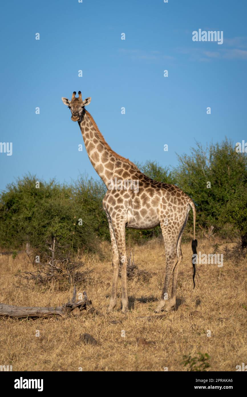 Southern giraffe stands near bushes watching camera Stock Photo - Alamy