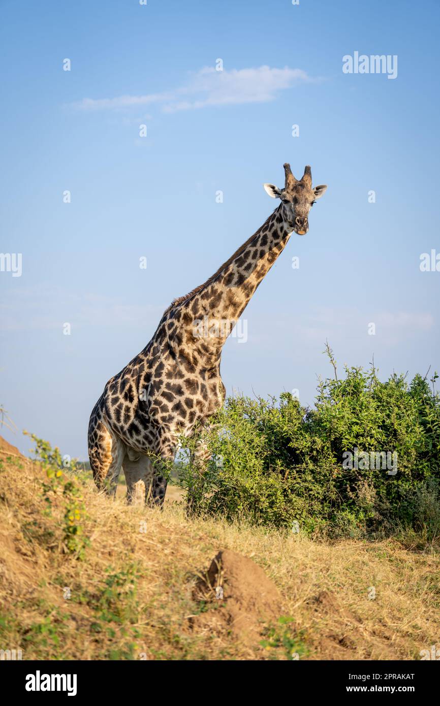 Southern giraffe stands on horizon watching camera Stock Photo - Alamy