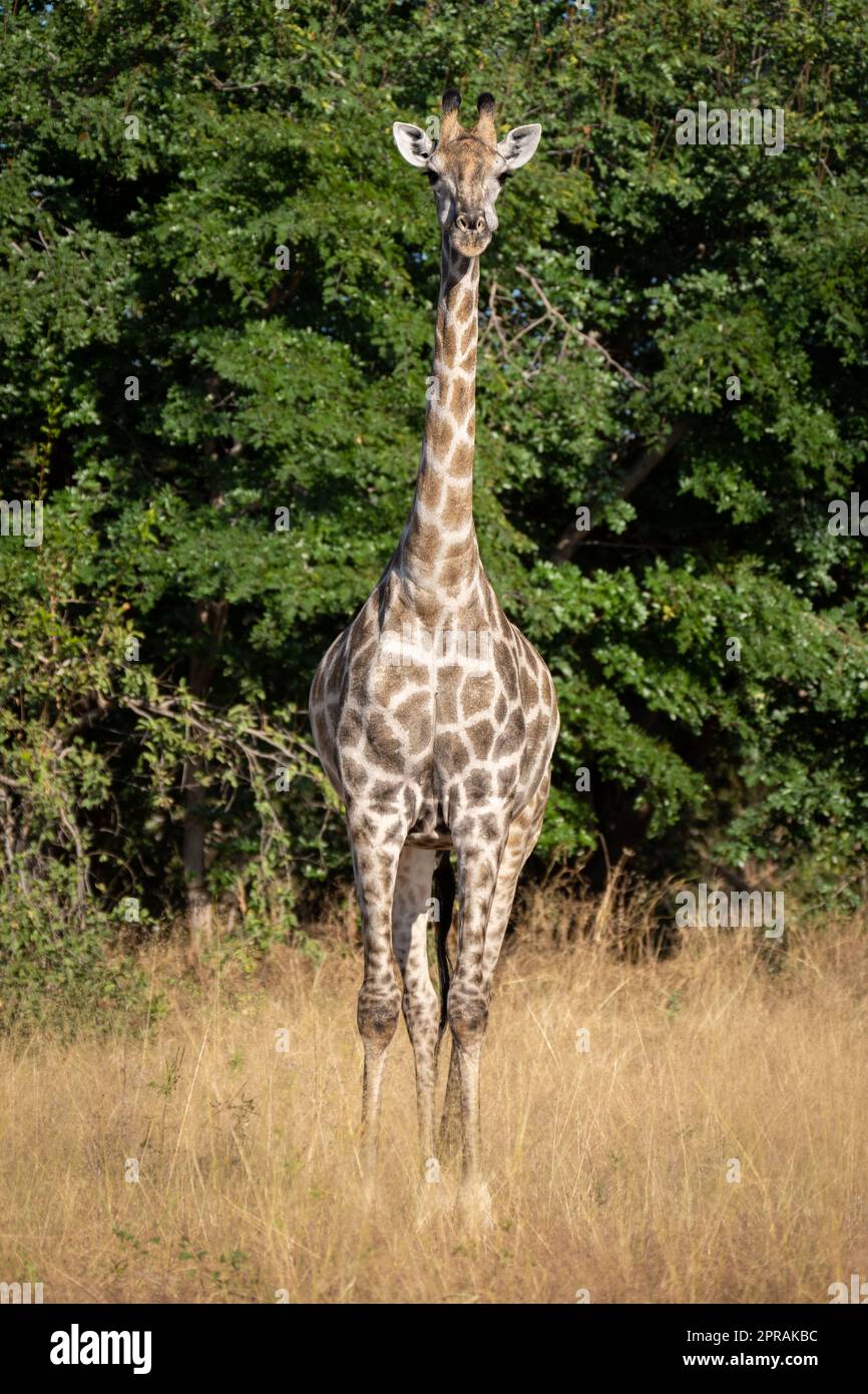 Southern giraffe stands watching camera near trees Stock Photo - Alamy