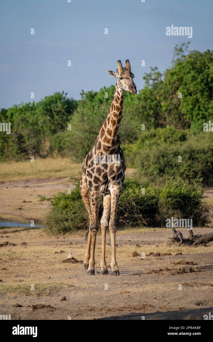 Southern giraffe stands watching camera by river Stock Photo - Alamy