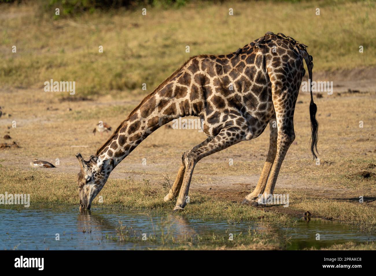 Southern giraffe stands bending to drink water Stock Photo - Alamy