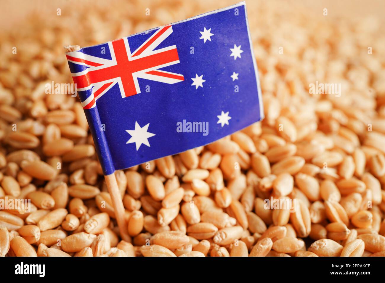 Australia on grain wheat, trade export and economy concept Stock Photo ...
