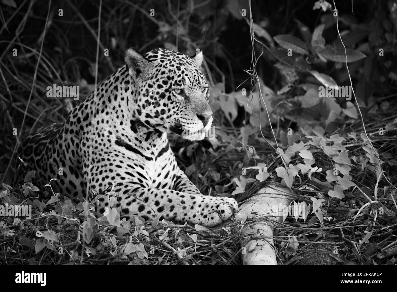 Mono jaguar lying by log in undergrowth Stock Photo - Alamy