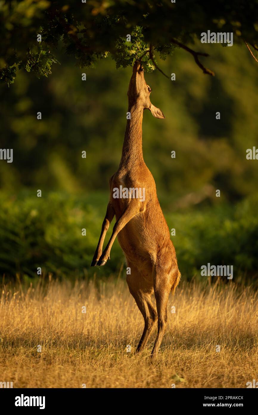 Red deer stands browsing on hind legs Stock Photo - Alamy