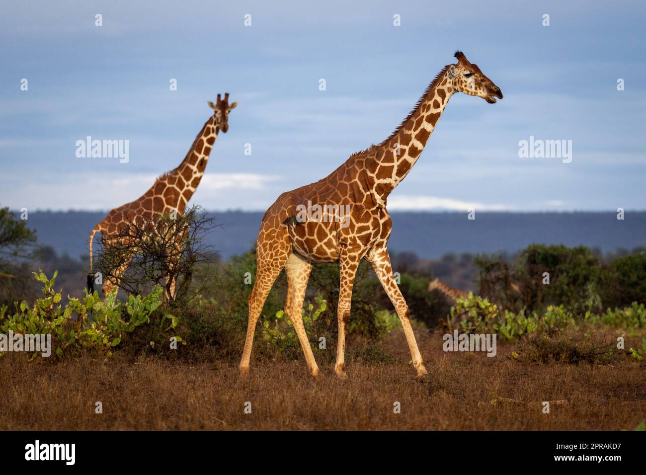 Reticulated giraffe watches another walking across savannah Stock Photo ...
