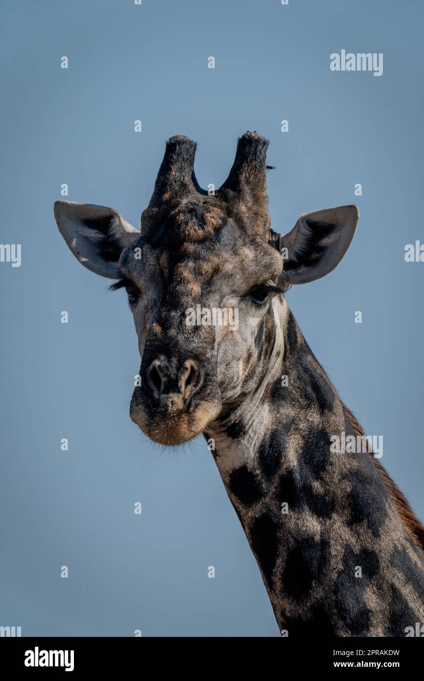 Giraffe two blue hi-res stock photography and images - Alamy