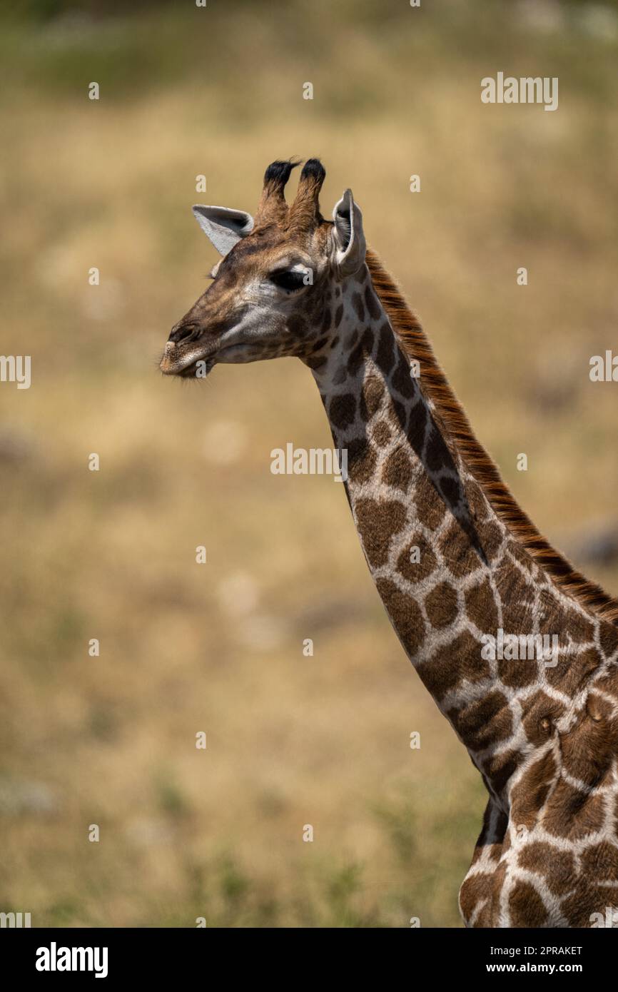 Neck and head hi-res stock photography and images - Alamy