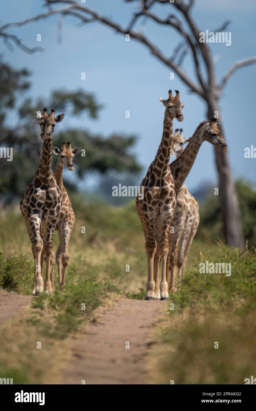 Five horned giraffe hi-res stock photography and images - Alamy