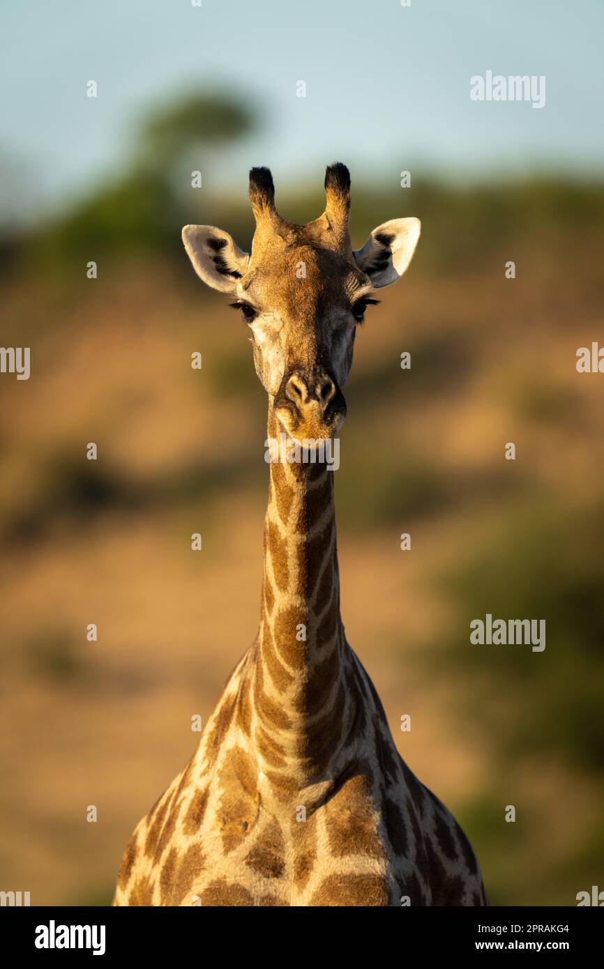 Female close hi-res stock photography and images - Alamy