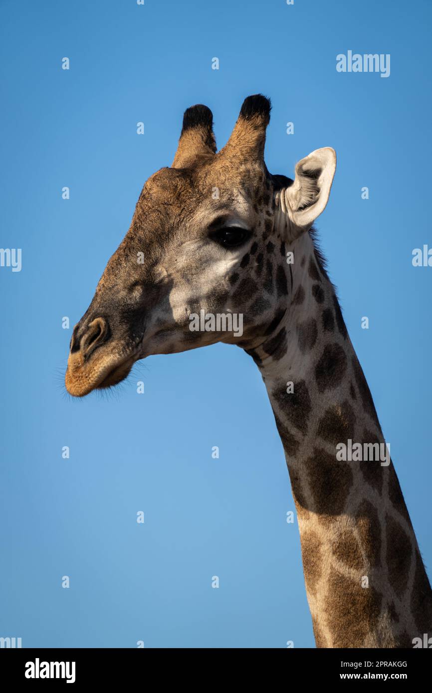 Side Giraffe Head And Neck