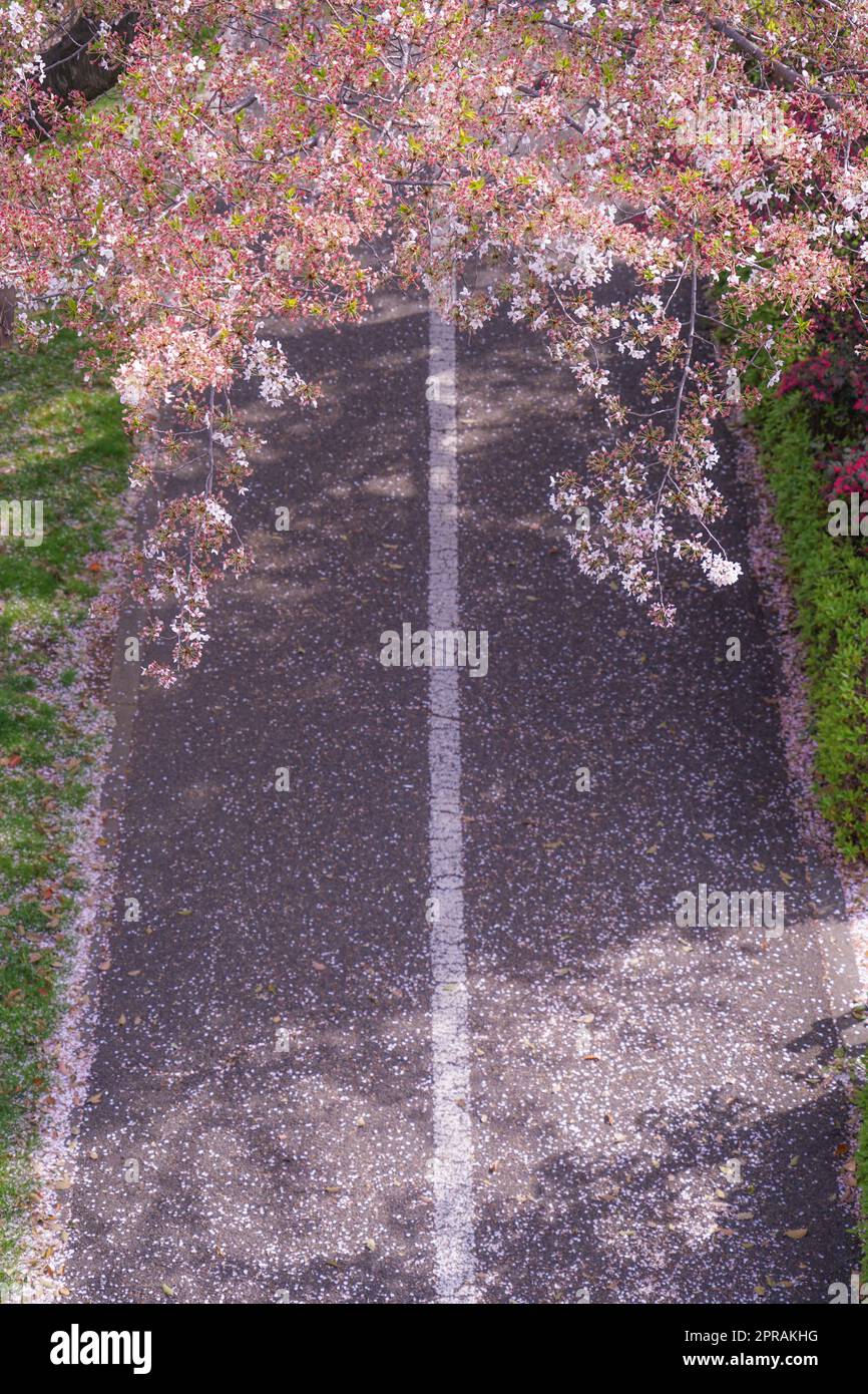 Road where cherry petals dance Stock Photo - Alamy