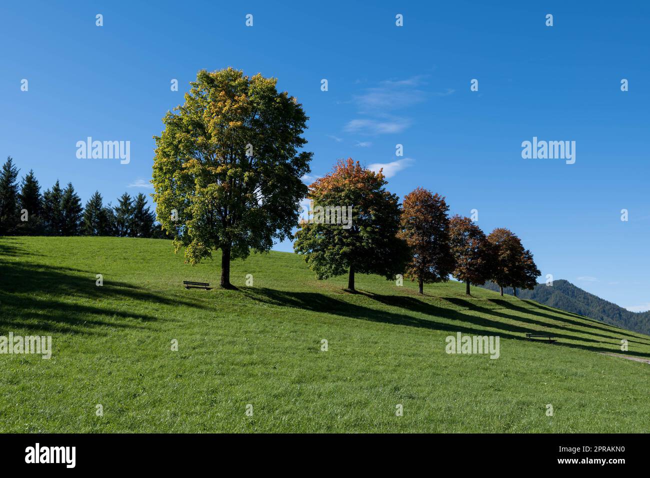 Autumm thebright colors in the forest Stock Photo - Alamy