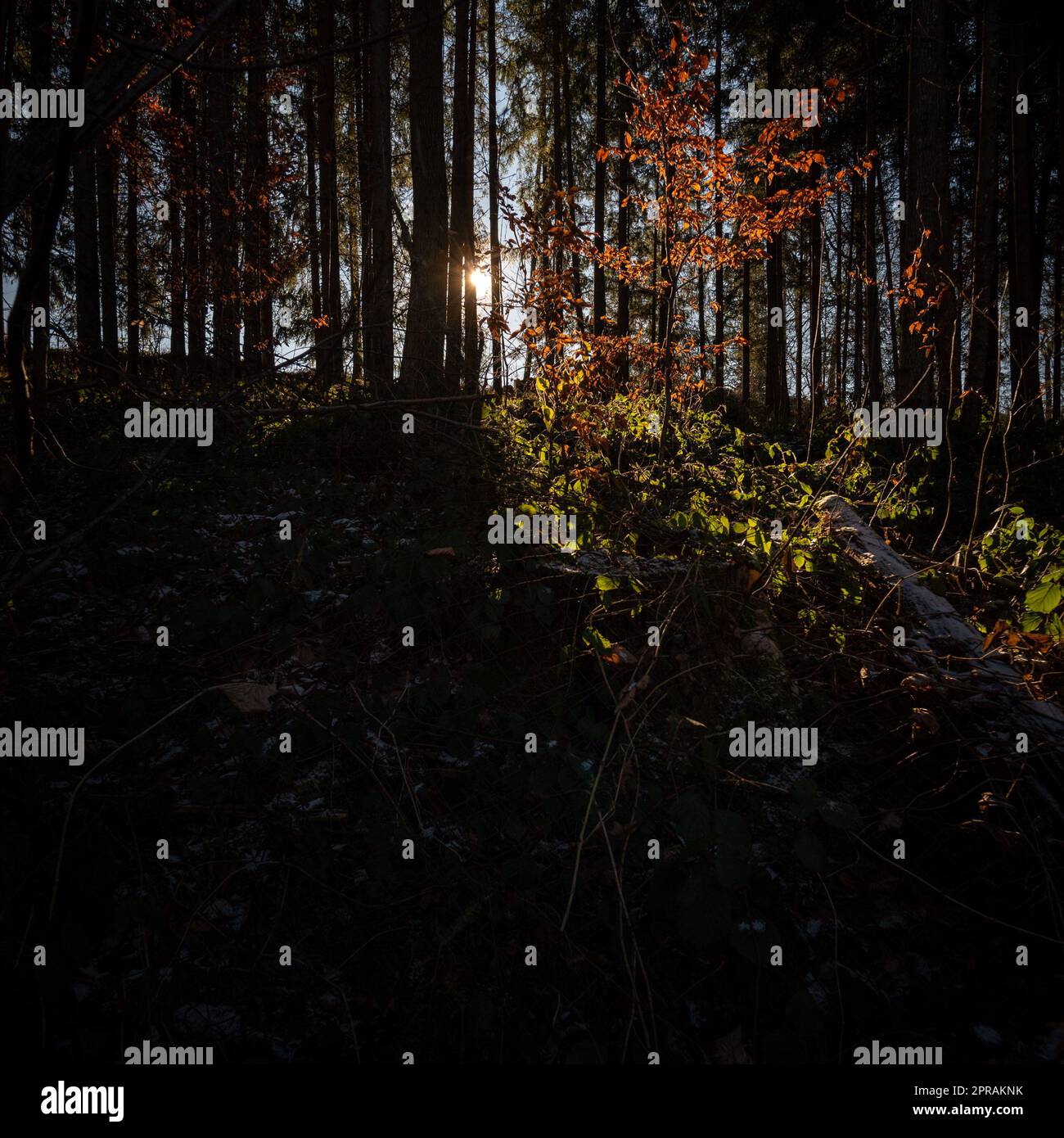 Autumm thebright colors in the forest Stock Photo - Alamy