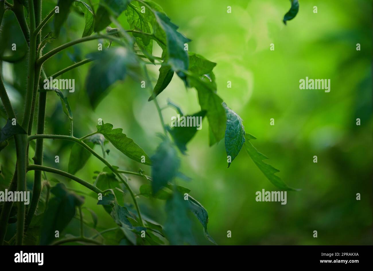 Tomato branch green leaves hi-res stock photography and images - Alamy
