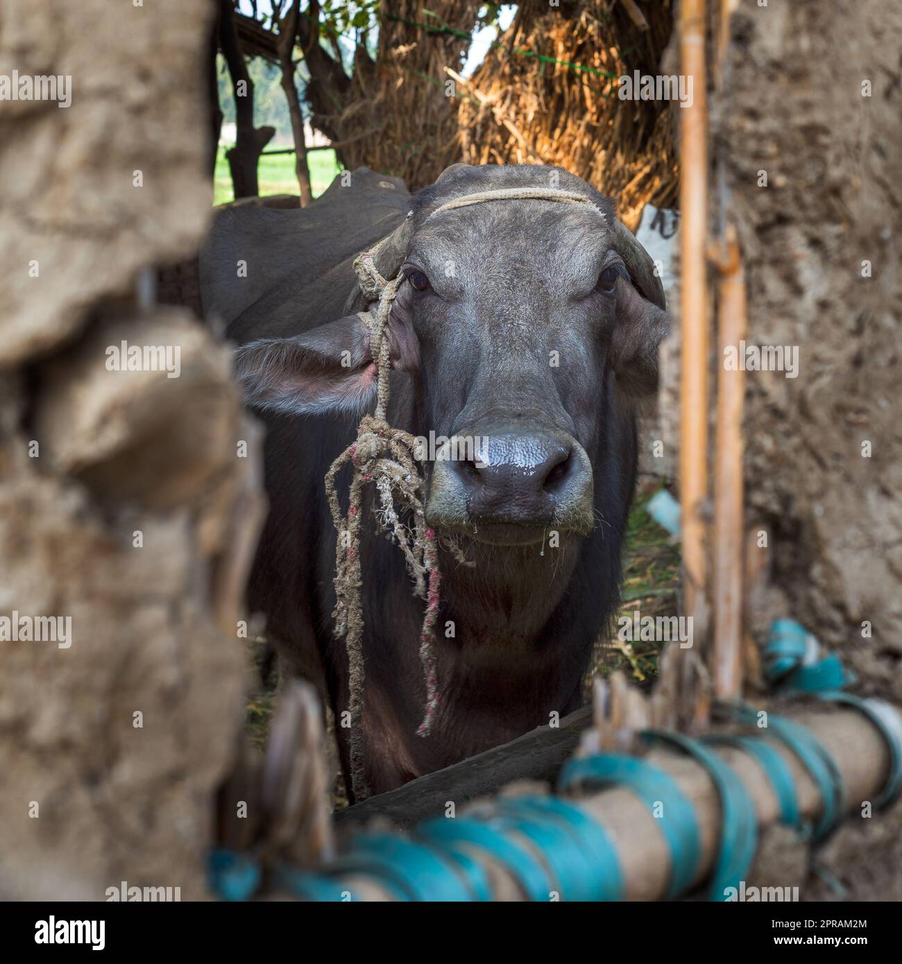 Face of Egyptian grey buffalo framed by window of clay stockyard in ...