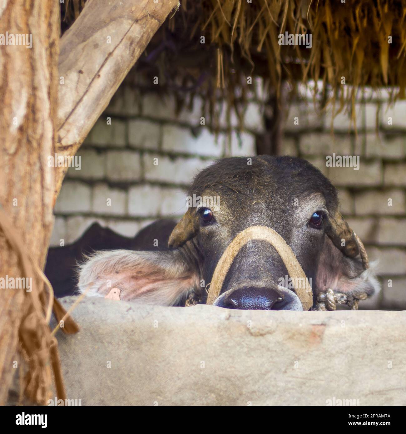 Face of Egyptian grey buffalo in stockyard at Egyptian farm Stock Photo ...