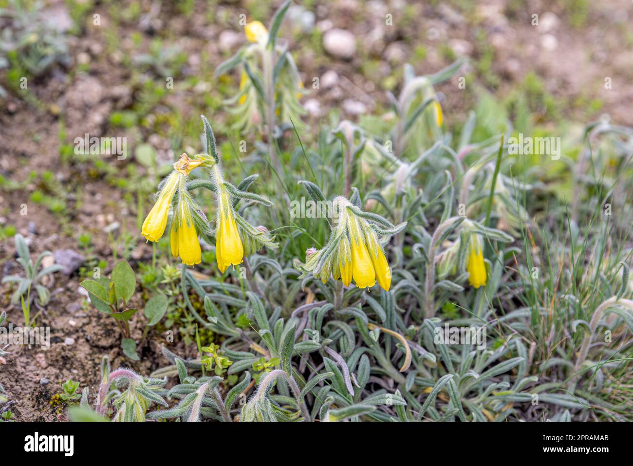 Onosma taurica, Onosma cinerea, Golden-flowered onosma, Boraginaceae ...