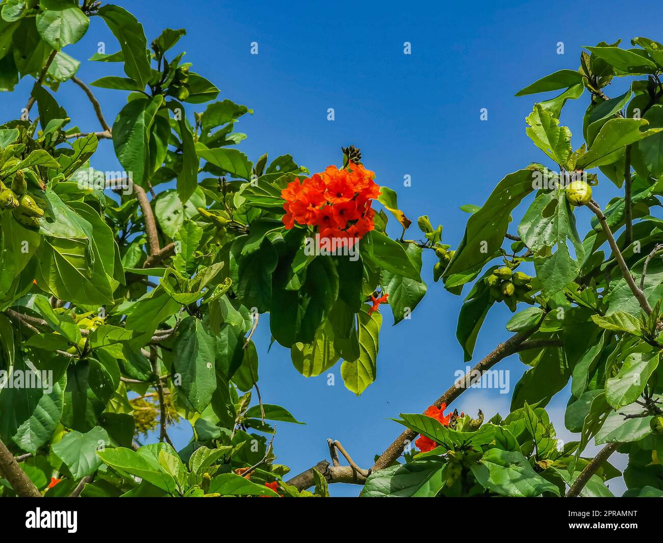 Cordia subcordata kou tree hi-res stock photography and images - Alamy