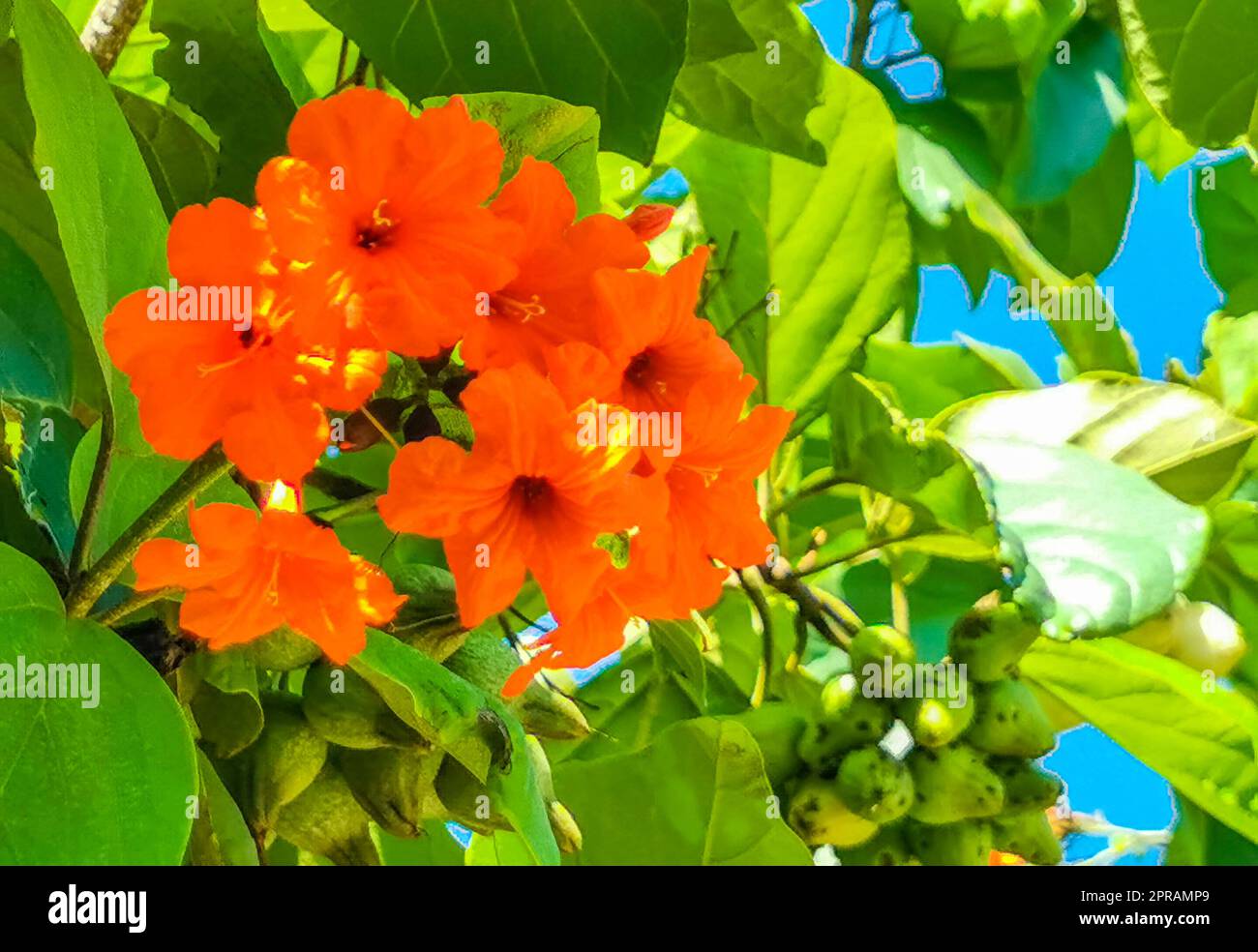 Kou Cordia subcordata flowering tree with orange flowers in Mexico ...