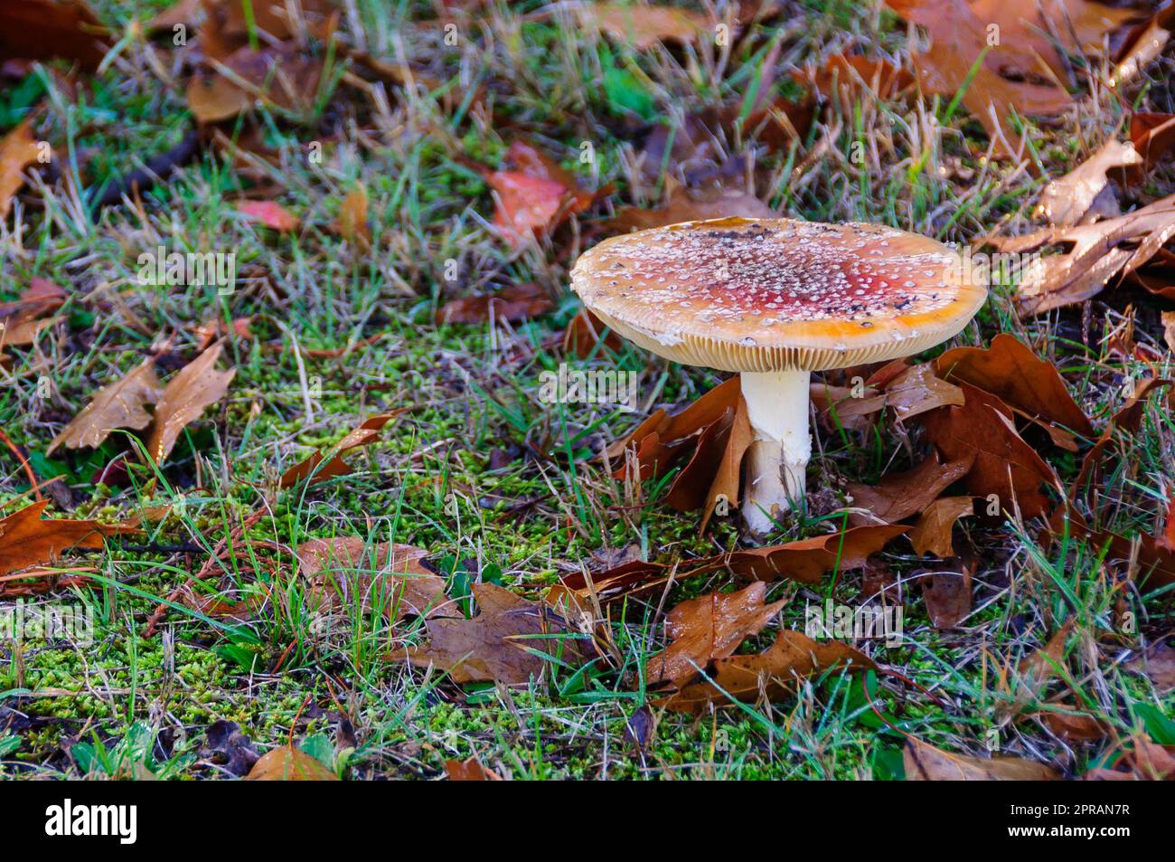 Do not eat it - Woodend Stock Photo - Alamy