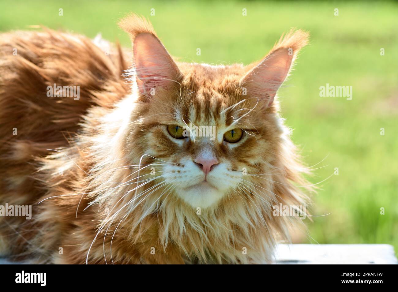 ginger cat looks into the camera close-up, meikun Stock Photo - Alamy