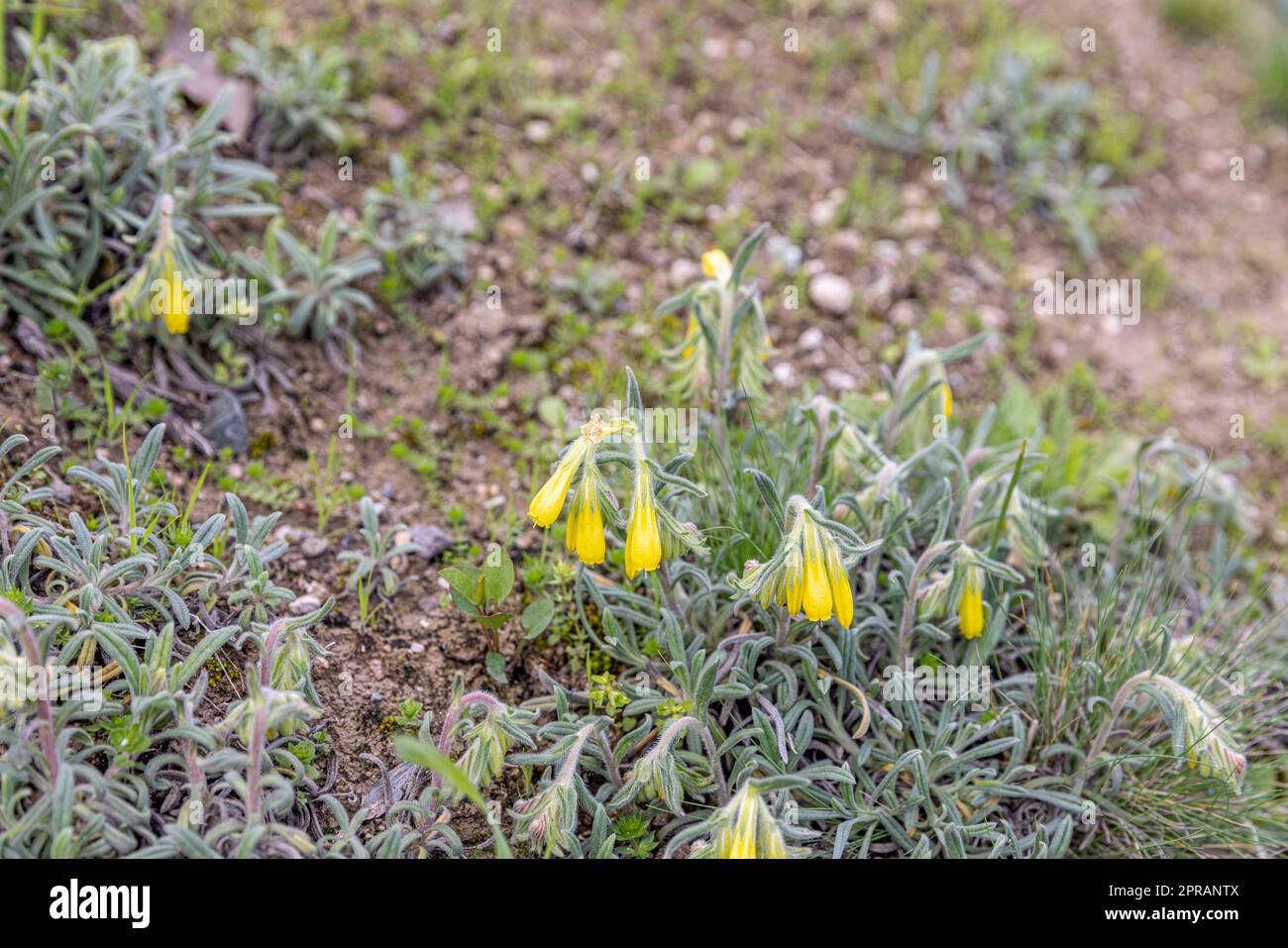 Onosma taurica, Onosma cinerea, Golden-flowered onosma, Boraginaceae ...