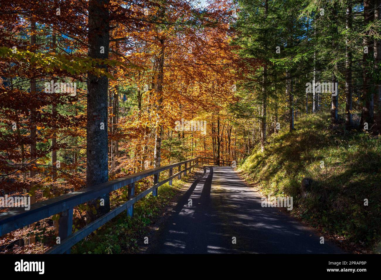Autumm the bright colors in the forest Stock Photo - Alamy