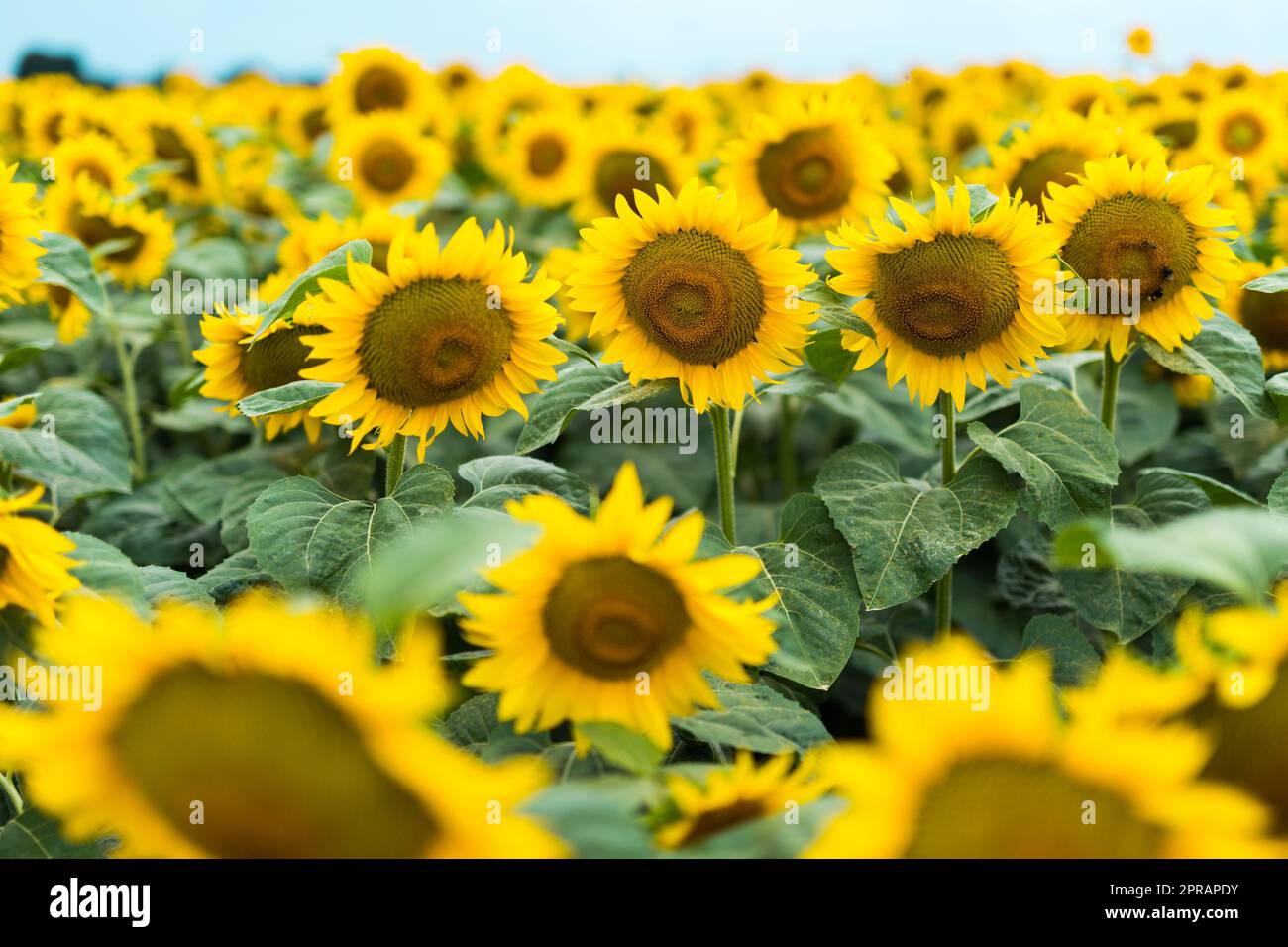 Wonderful panoramic view of field of sunflowers by summertime Stock ...