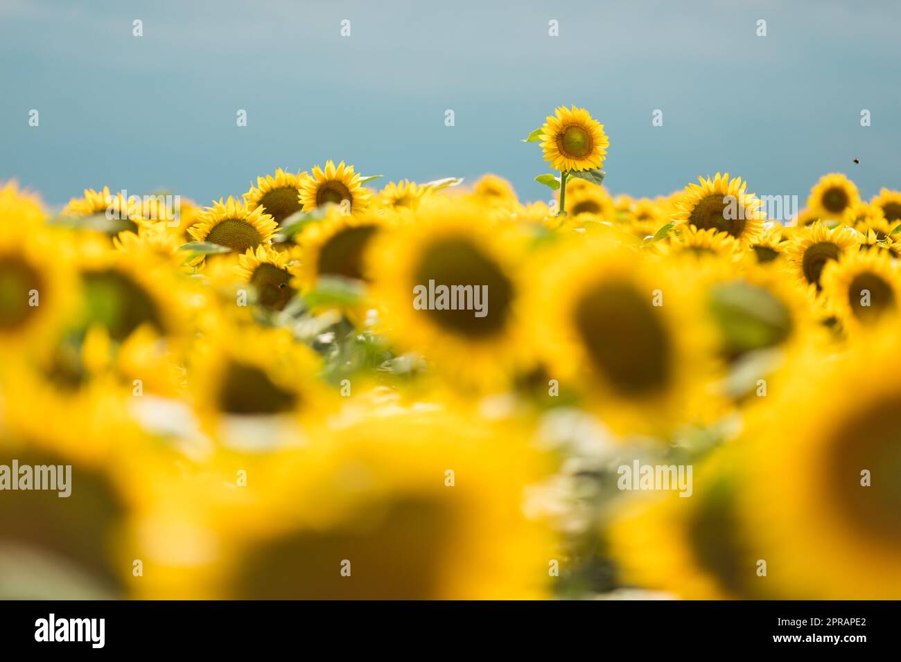 Standing out from the crowd concept. Wonderful panoramic view of field ...