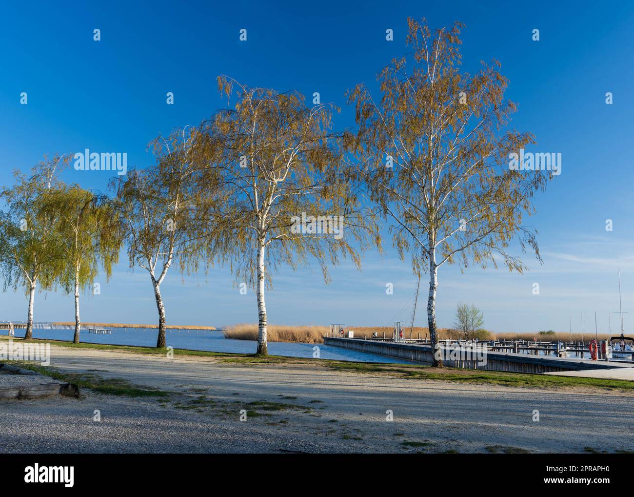 short walk on lake Neusiedl Stock Photo - Alamy